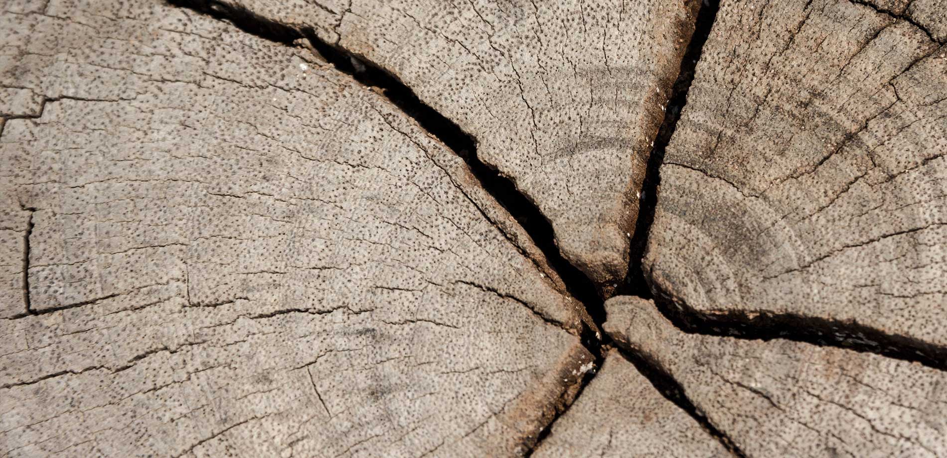 Tree Removal & Pruning: Waterford Twp, MI: Arbol Tree Service