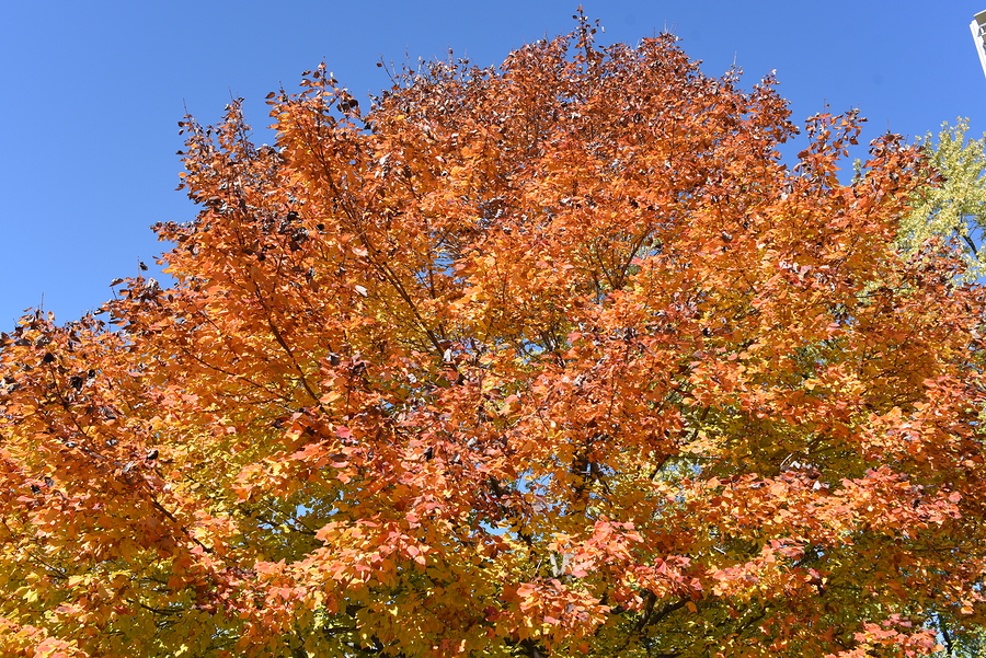 Tree Removal & Pruning: Waterford Twp, MI: Arbol Tree Service